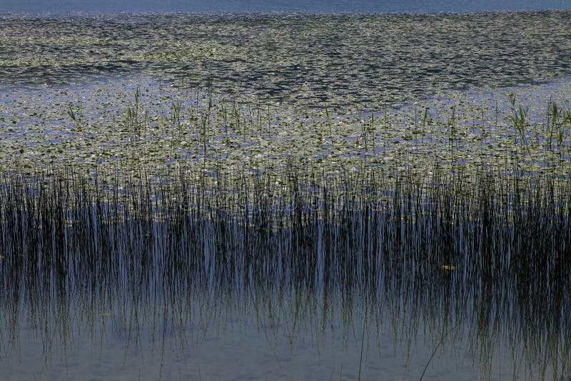 Plants and Reflection on Lake Abant Stock Image - Image of water ...