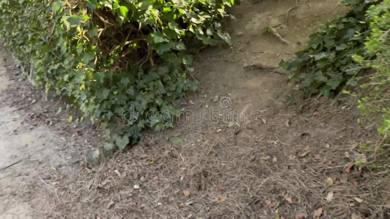 The Plants Resemble Ivy. the Camera Moves Along an Unpaved Path Covered ...
