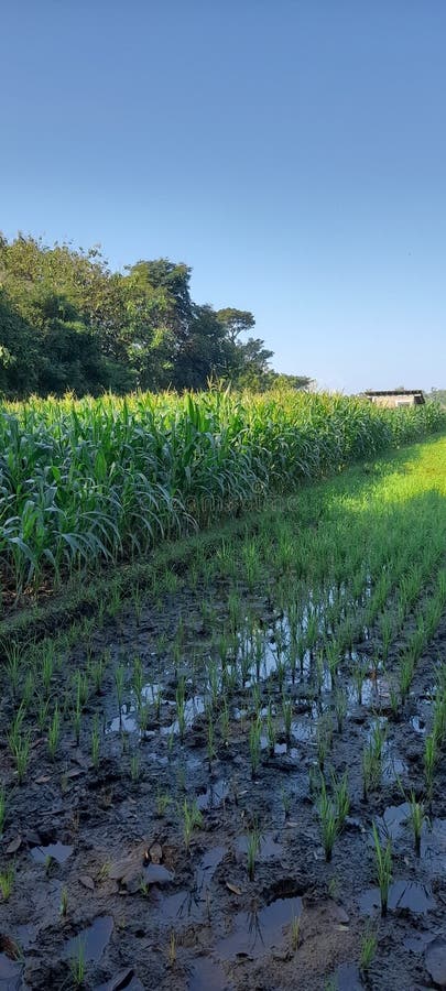 It Plants Rice and Corn in the Farm Stock Photo - Image of corn, leaf ...