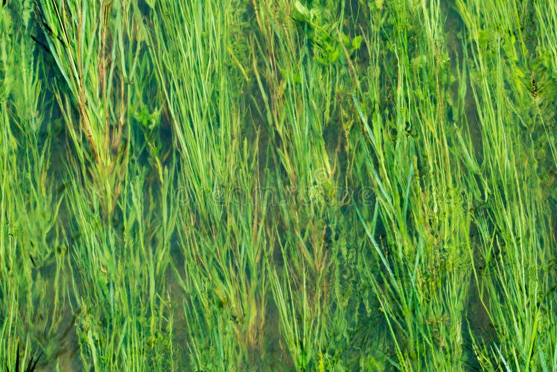 Plants in the river stock photo. Image of abstract, landscape - 96401530