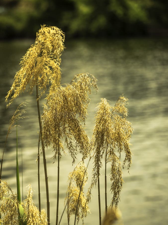 Plants by the river side stock image. Image of nepean - 103741843