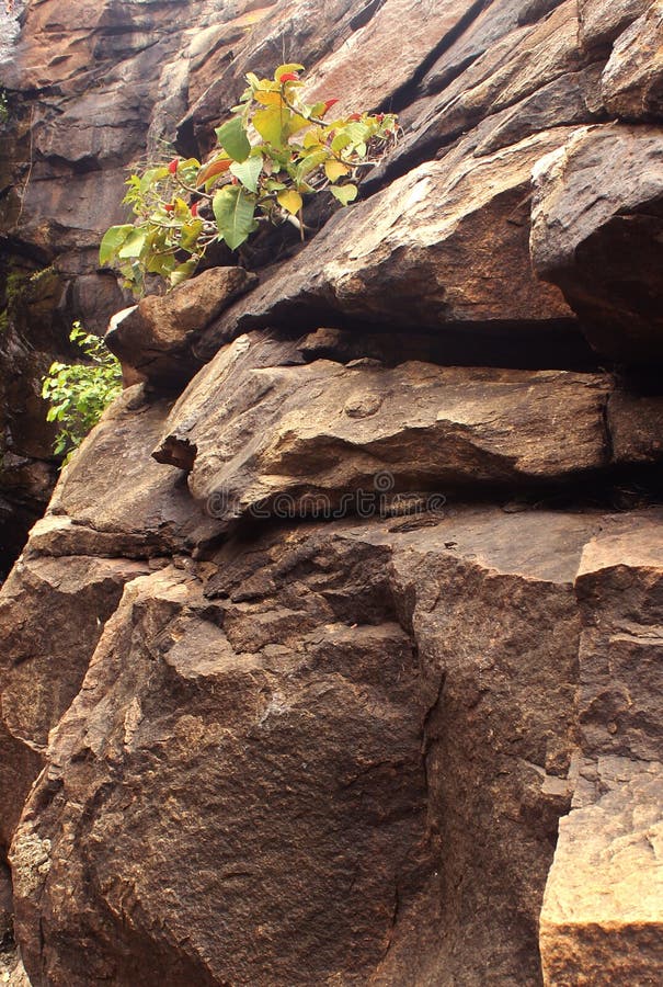Plants on the rocks stock photo. Image of landscape, relaxation - 93103082
