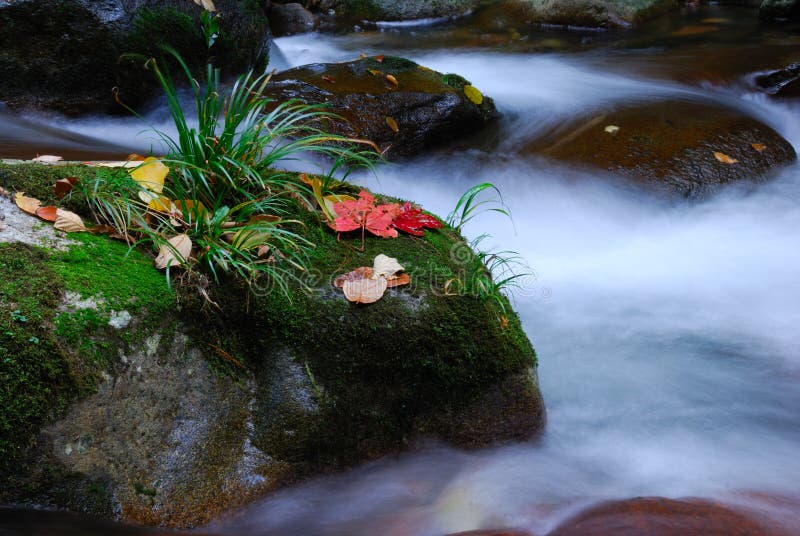 Plants on rocks in river stock image. Image of stones - 7041769