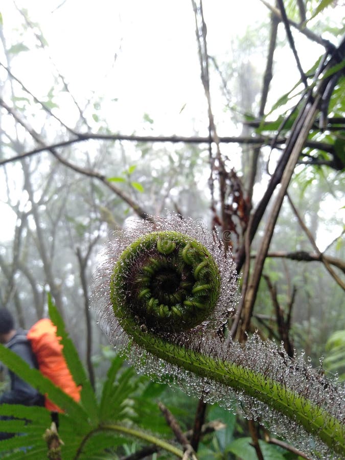 The Plants that Roll so Exotic are Seen on Mount Arjuna, East Java ...
