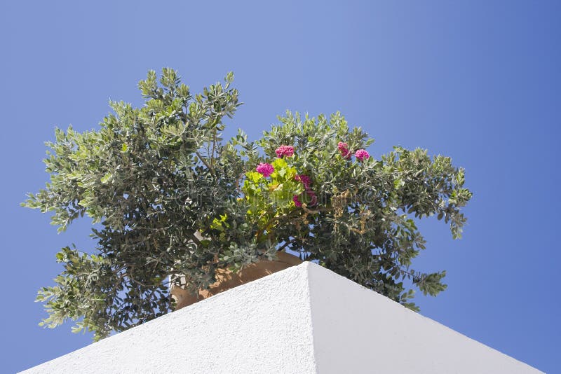 Plants of the roof stock photo. Image of plants, flowerpot - 11182658
