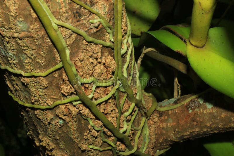 Plants roots stock photo. Image of food, shines, color - 45188766