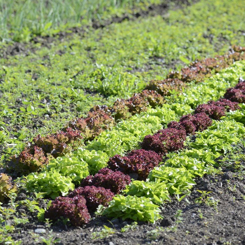 Plants in a row stock photo. Image of industry, land - 64885270