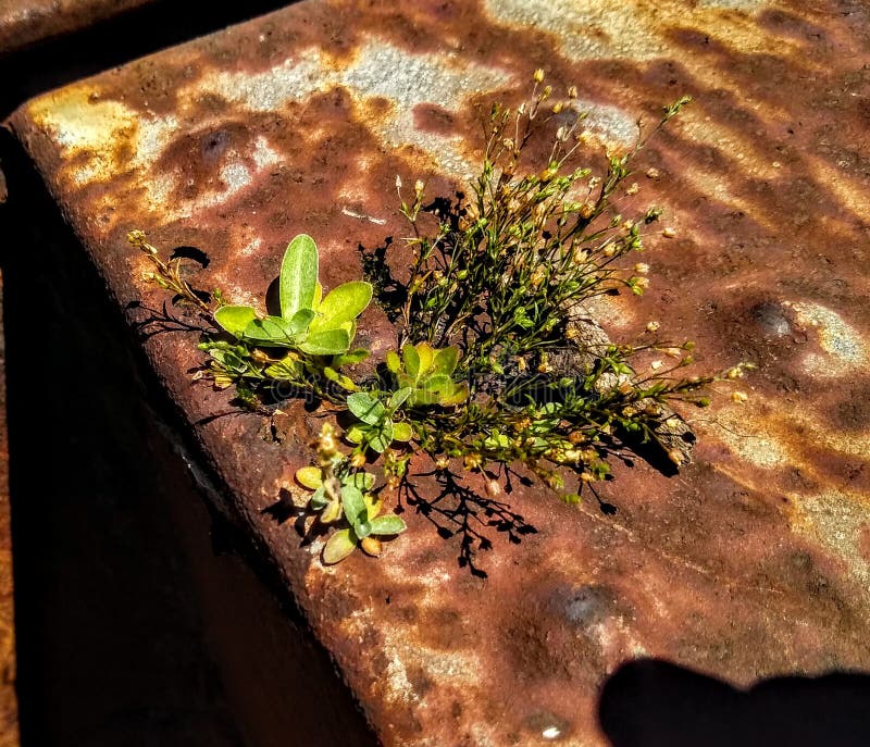 Plants on rust metal stock image. Image of oxido, sobre - 166197265