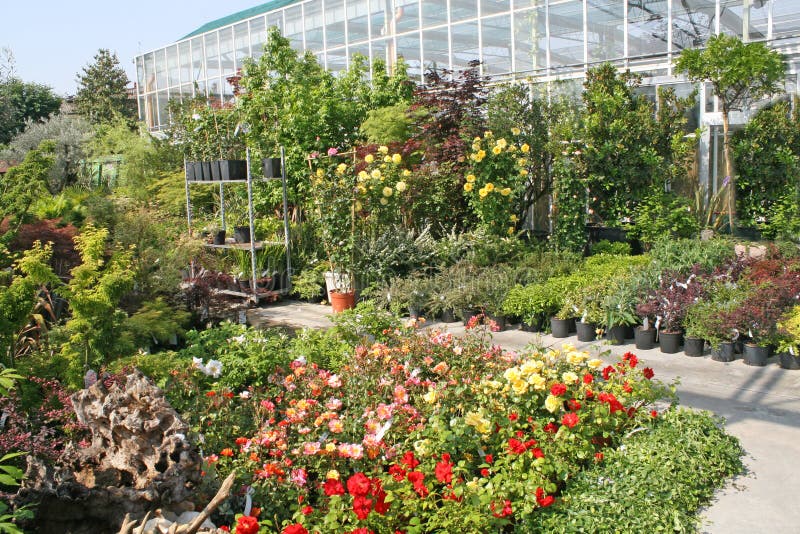 Plants for sale stock image. Image of sale, plastic, garden - 16041333