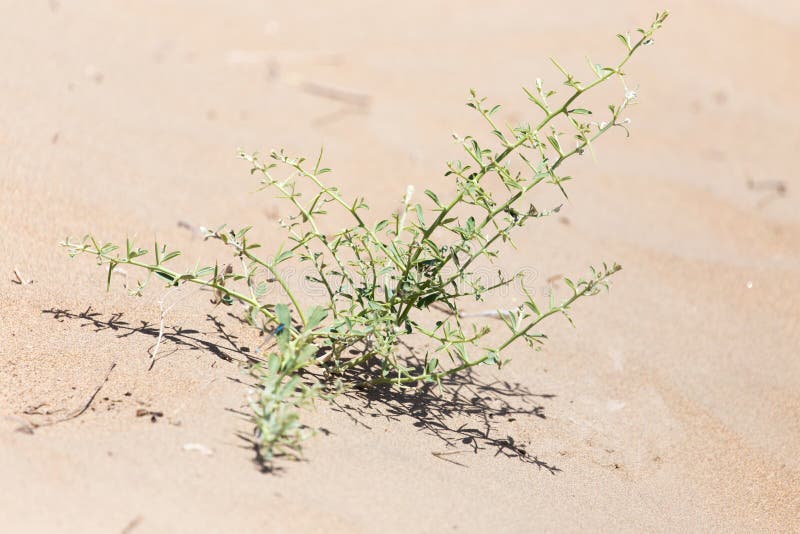 Plants in the Sand in the Desert Stock Image - Image of landscape ...