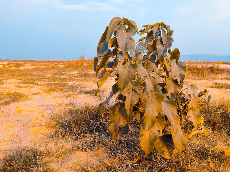 Thethar Stock Photos - Free & Royalty-Free Stock Photos from Dreamstime