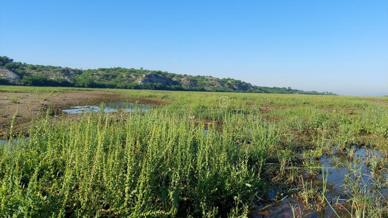 Plants at the Sawan River Edge Punjab Pakistan Stock Photo - Image of ...