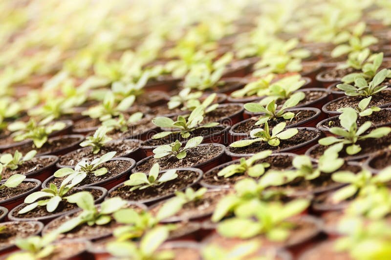 Plants Seedlings Under the Sunlight Stock Photo - Image of abstract ...