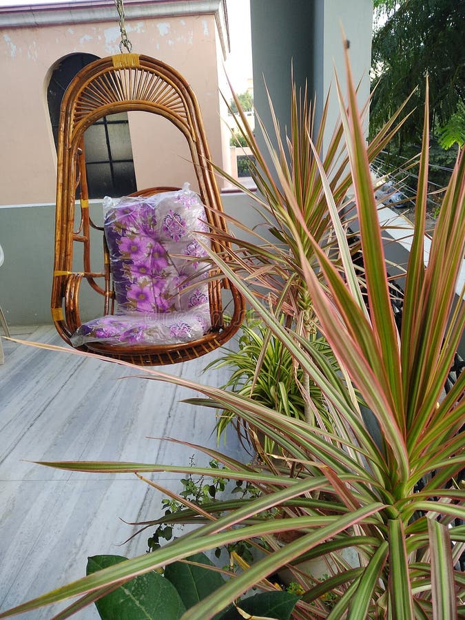 Plants seeting jula stock photo. Image of showcase, plants - 132108044