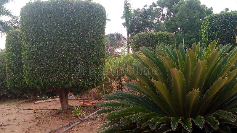 Showpiece plant stock image. Image of plants, plant - 119845705