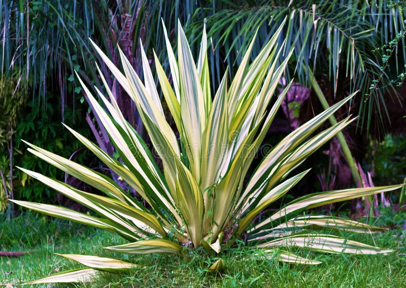 Plants with sharp leaves stock photo. Image of pattern - 32522360