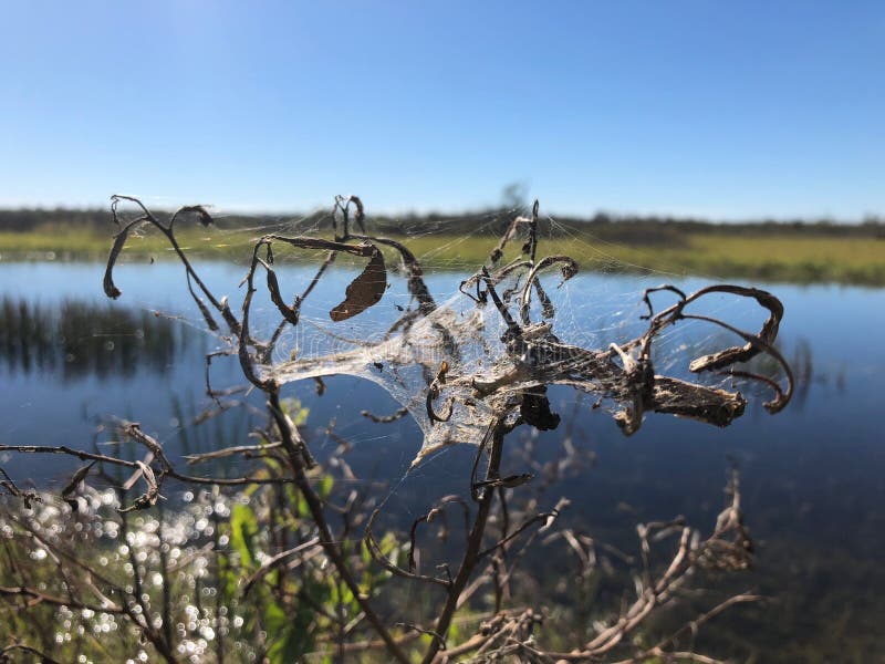 Spiderweb on Weeds in the Swamp Stock Image - Image of autumn, reed ...