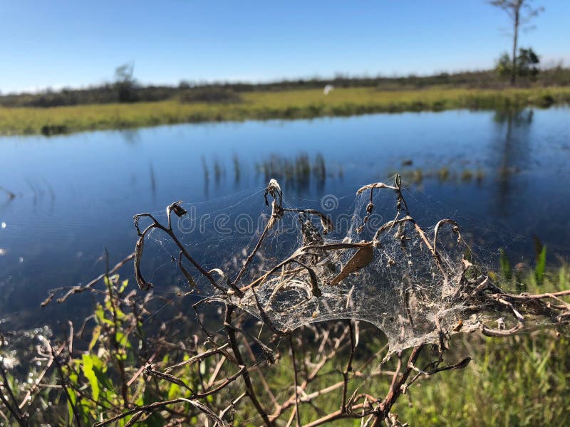 Spiderweb on Weeds in the Swamp Stock Photo - Image of forest, river ...