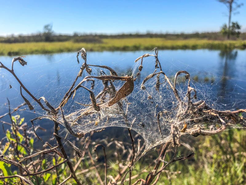 Spiderweb on Weeds in the Swamp Stock Image - Image of environment ...
