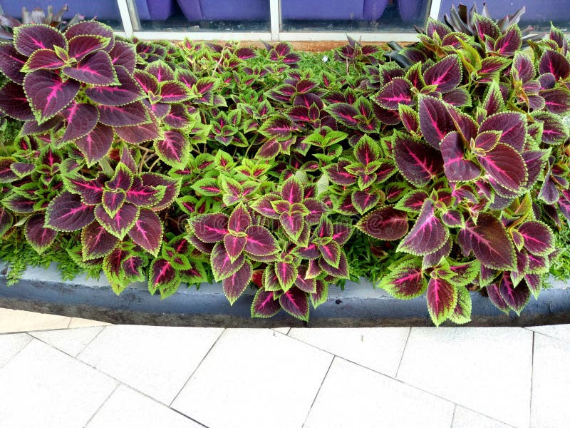 Plants on the Side of a Building. Stock Photo - Image of plants ...