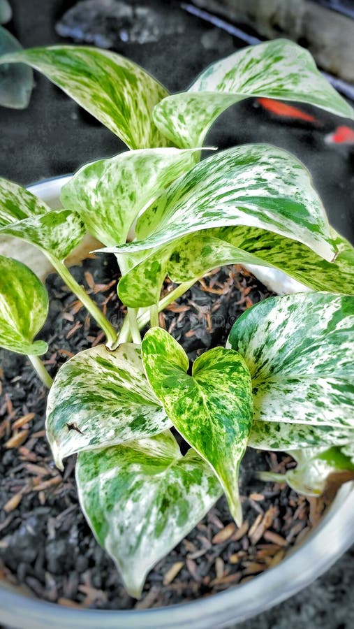 Plants sirih Gading stock image. Image of garden, sirih - 218583009