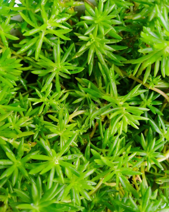 Beautiful little leaves stock photo. Image of wildflower - 208094410