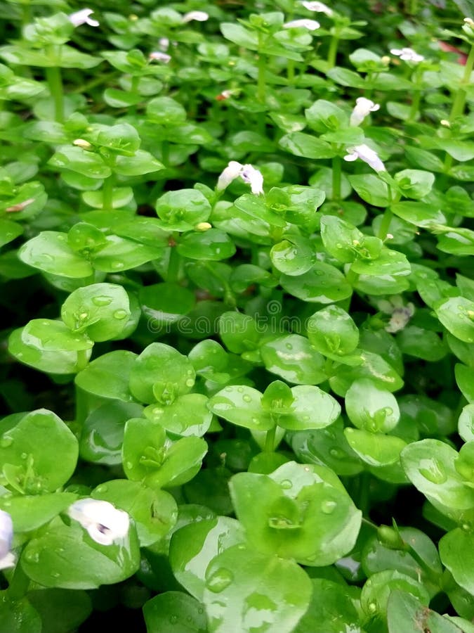 Plants with Small Leaves and Growing Wildly in the Garden Stock Photo ...