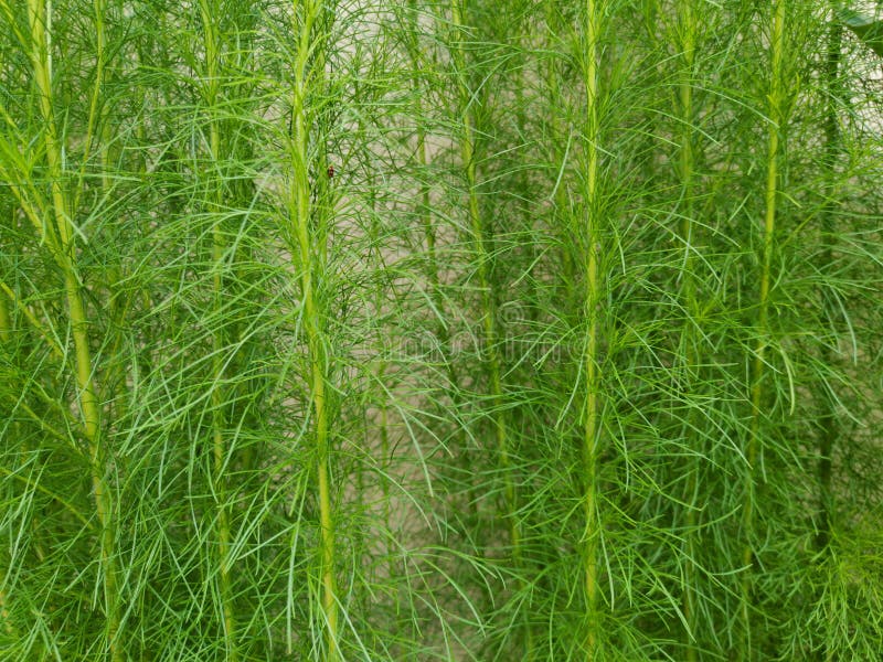 Plants with Small Stems and Leaves Grow Perpendicular To the Top Stock ...