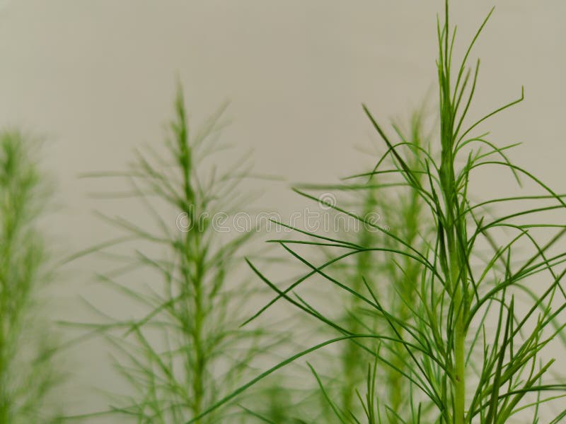 Plants with Small Stems and Leaves Stock Image - Image of herb, flower ...
