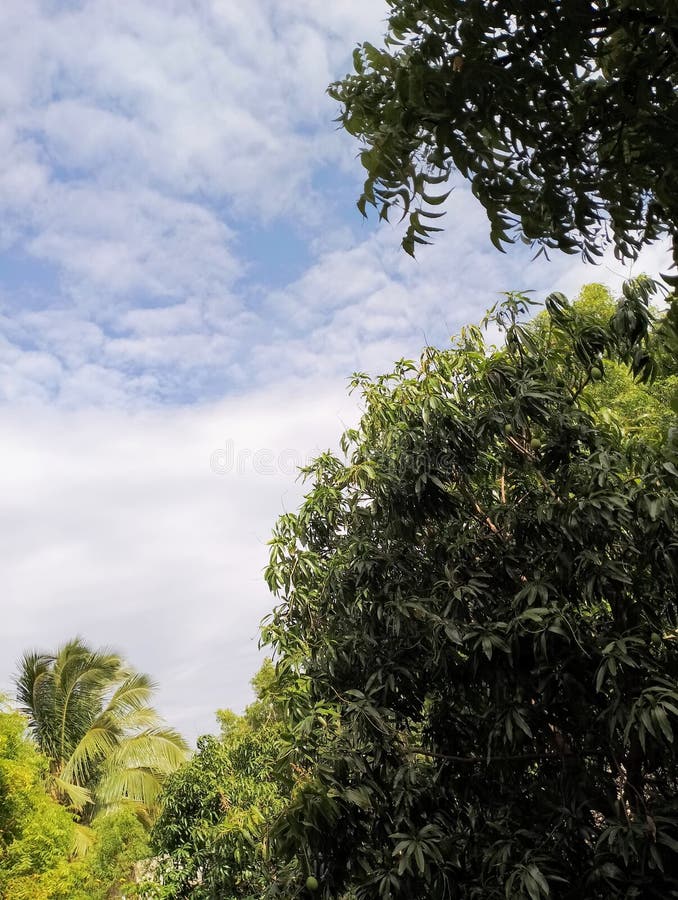 Plants are the Source of Fresh Environment. Stock Image - Image of ...