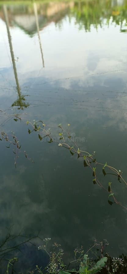 Plants Spread Over the River. and the Reflection of Clear Skies Stock ...