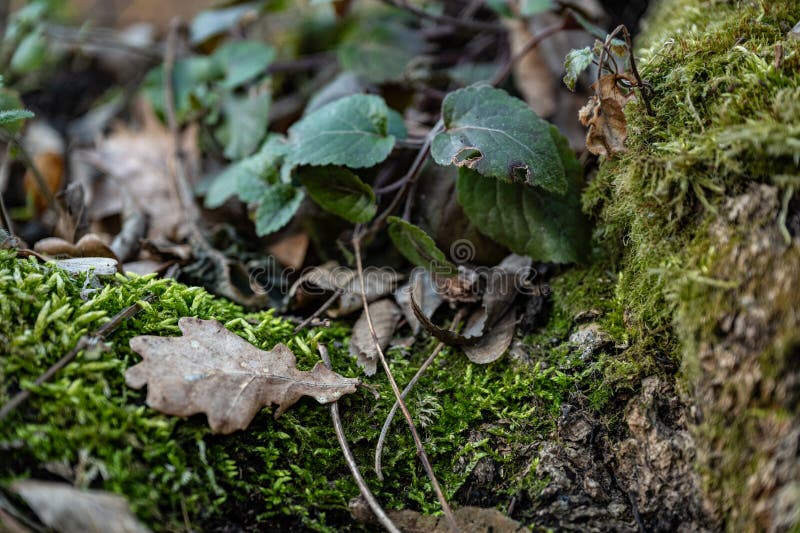 Plants in Spring, Against a Background of Moss Stock Photo - Image of ...