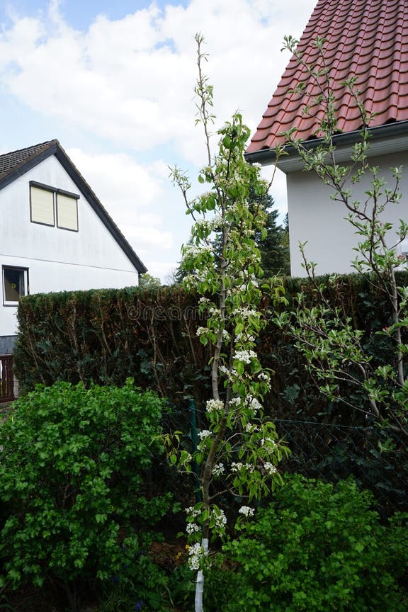 Blooming Columnar Pear Tree, Pyrus Communis DoyennÃ© De Comice , in ...