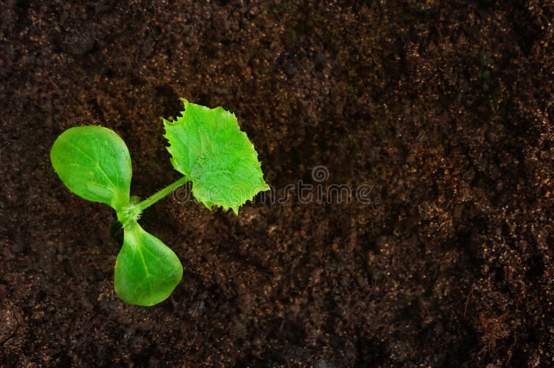 Plants Spring Green Sprouts Grow from the Ground Stock Image - Image of ...