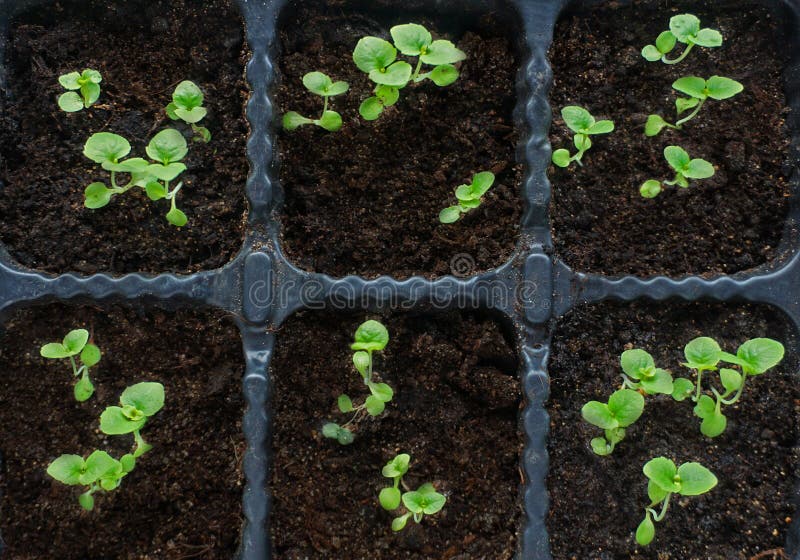 Plants Spring Green Sprouts Grow from the Ground Stock Image - Image of ...