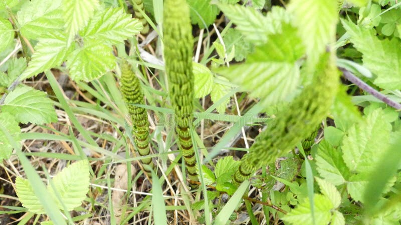 Plants Spring Up Along the Forest Floor Stock Photo - Image of green ...