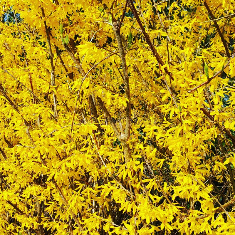 Plants stock image. Image of spring, yellow, plants, trees - 98142491