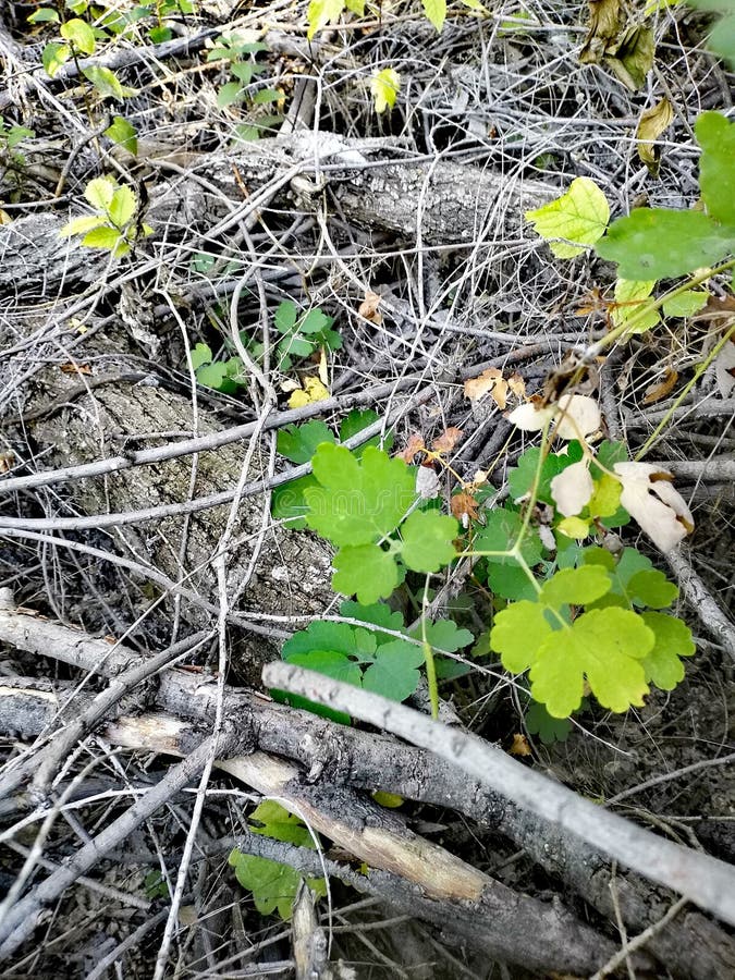 Plants Sprouting through Dry Branches of Trees on the Ground Stock ...
