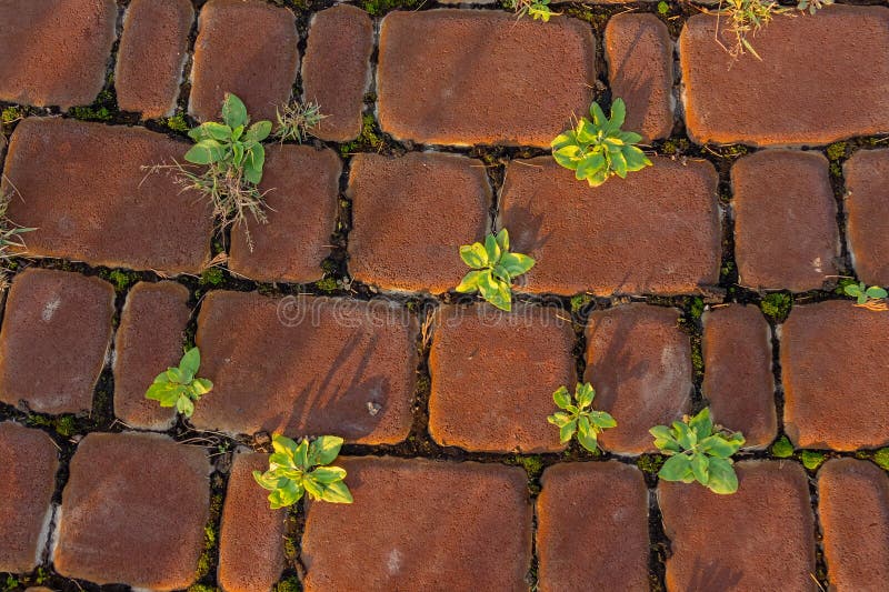 Plants Sprouting in Red Concrete Square and Rectangular Tiles on the ...
