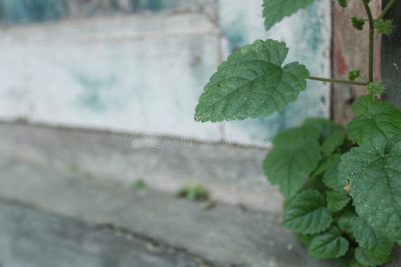The Plants that Still Growing Up Stock Photo - Image of nature, green ...