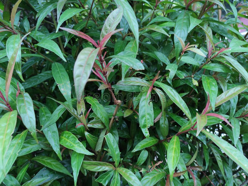 Plants with Striking Red Trunks Stock Photo - Image of vegetable ...