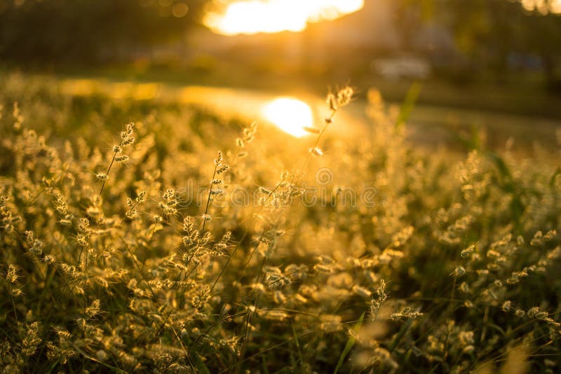 Plants with the Sun Rays Penetrating through Their Stems Stock Photo ...