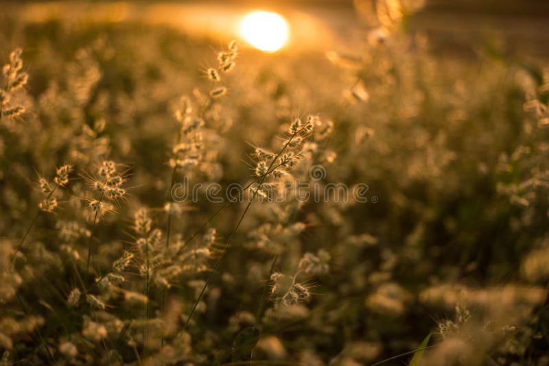 Plants with the Sun Rays Penetrating through Their Stems Stock Photo ...