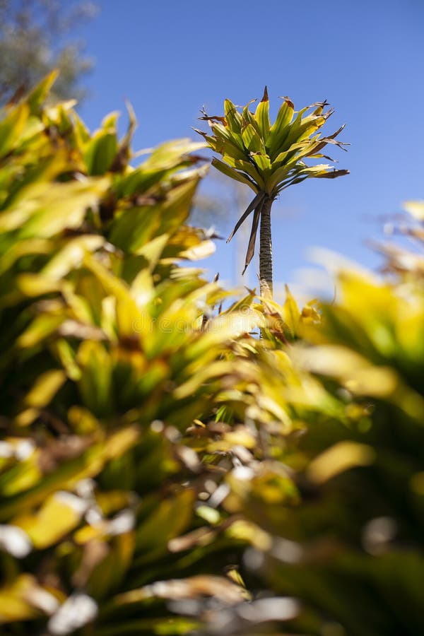 Plants and sunlight stock photo. Image of flower, wildflower - 223652698