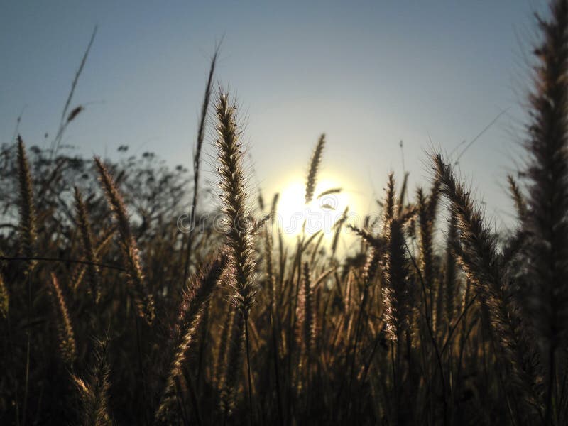 Plants During Sunset stock photo. Image of phragmites - 109927976