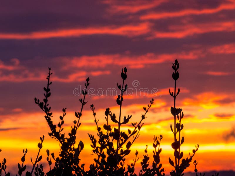 Plants at sunset stock photo. Image of colorful, magnificent - 78779736