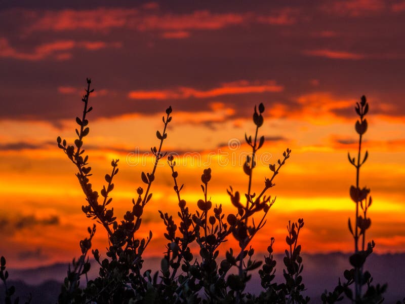 Plants at sunset stock image. Image of fabulous, admire - 78779743