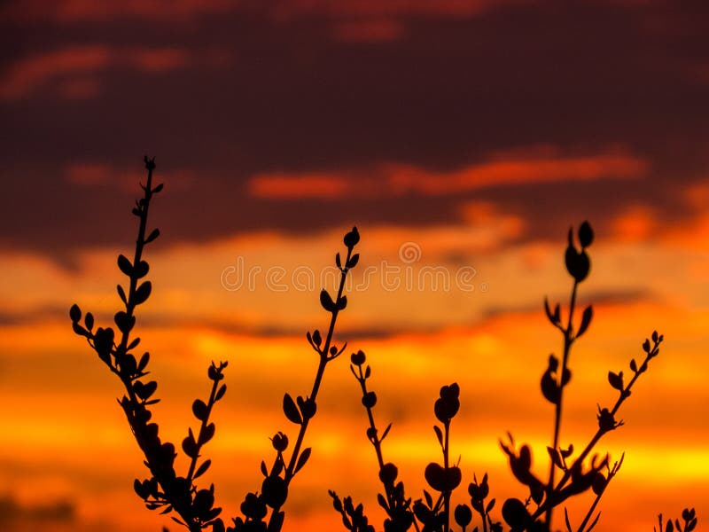 Plants at sunset stock image. Image of colorful, landscape - 78779801