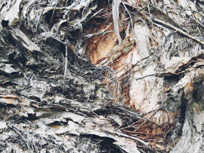 Tree skin stock photo. Image of macro, surface, plants - 111289124