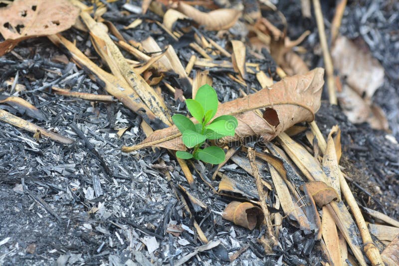 Plants that Survive in the Midst of Burning Land Stock Image - Image of ...